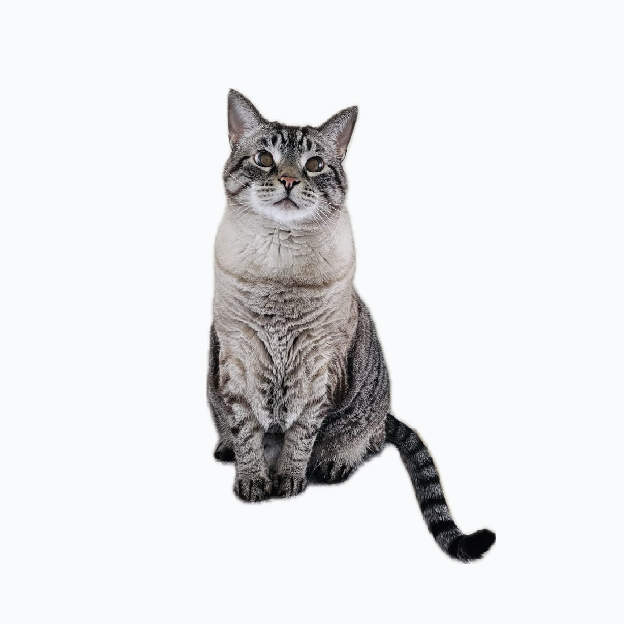 Ozzie & Friends – BME Designs